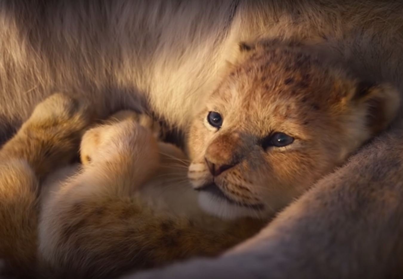 19 Temmuz'da vizyona girecek olan The Lion King'den teaser yayınlandı ...